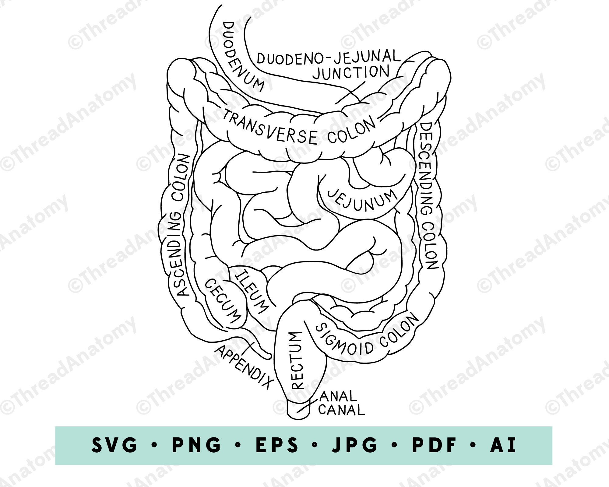 Intestines SVG Intestines Clipart Intestinal Anatomy - Etsy UK