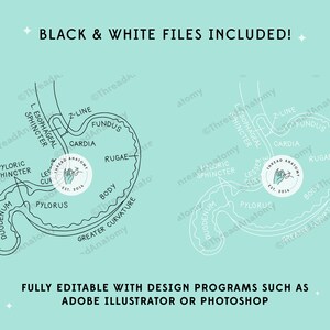 Stomach SVG, Stomach Anatomy Clipart, Stomach Clip Art, Stomach Graphic ...