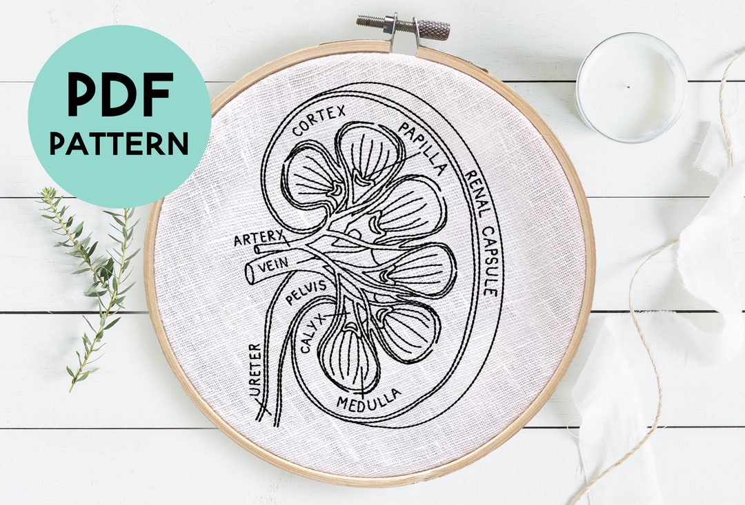DIY Kidney Embroidery Pattern, Kidney Anatomy Art, Medical Embroidery ...