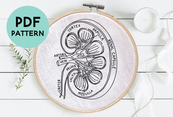 DIY Kidney Embroidery Pattern Kidney Anatomy Art Medical - Etsy