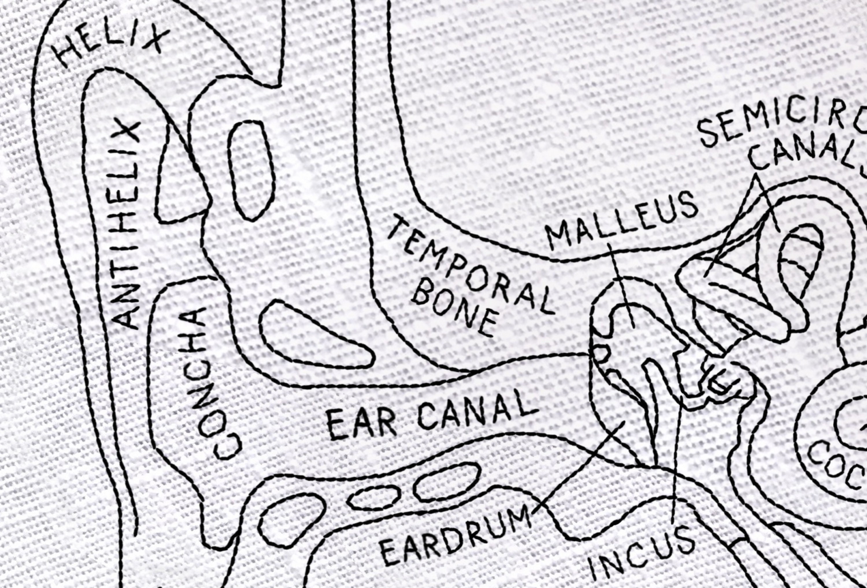 DIY Ear Anatomy Embroidery Pattern, Inner Ear Anatomy Art, Audiologist ...