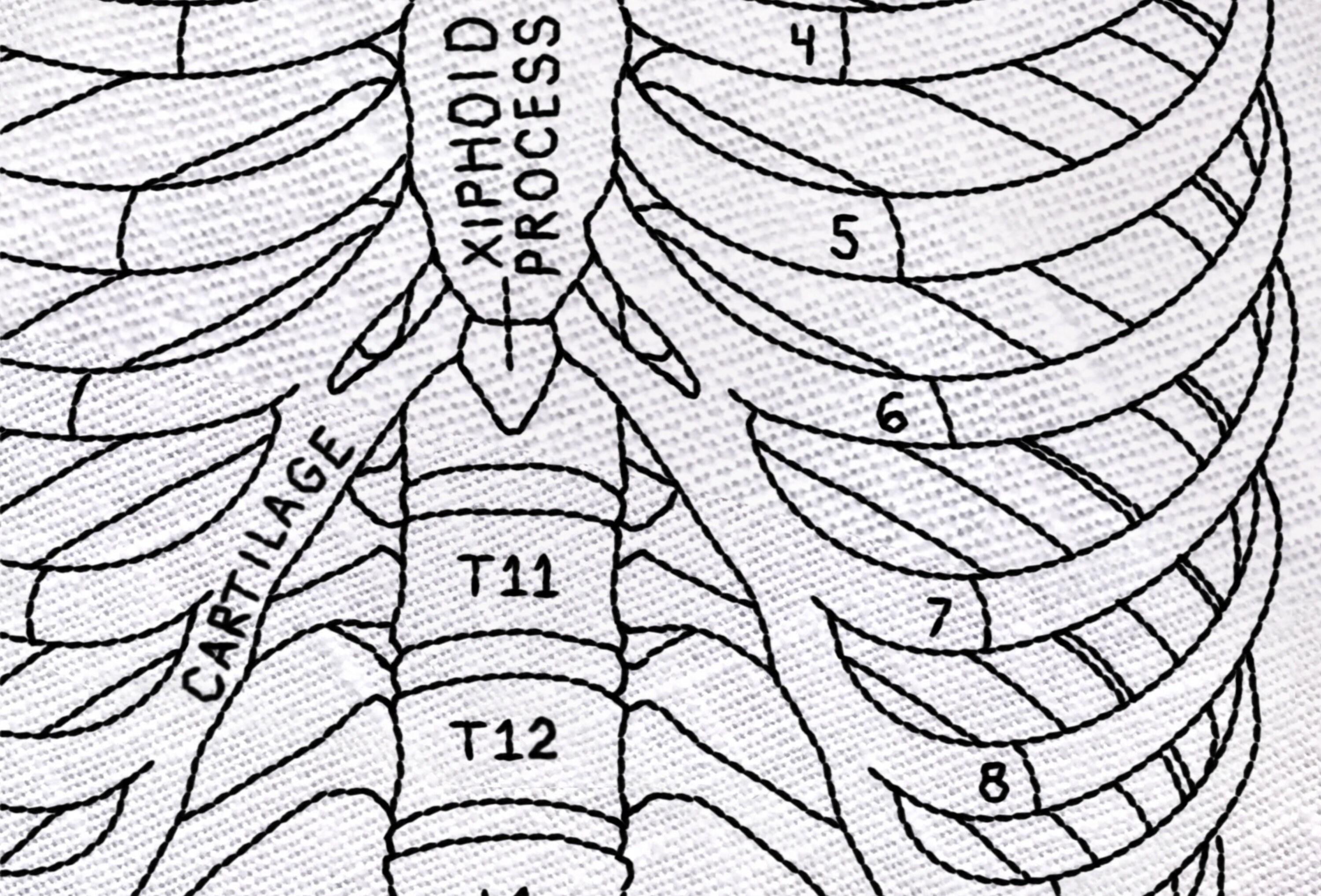 Ribs DIY Embroidery Pattern Ribs Anatomy Pattern Medical | Etsy