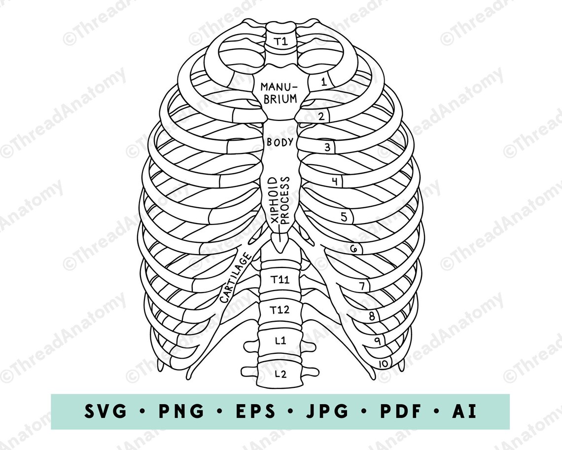 Ribs Clipart Ribs Anatomy Clip Art Ribs Graphic Ribs - Etsy