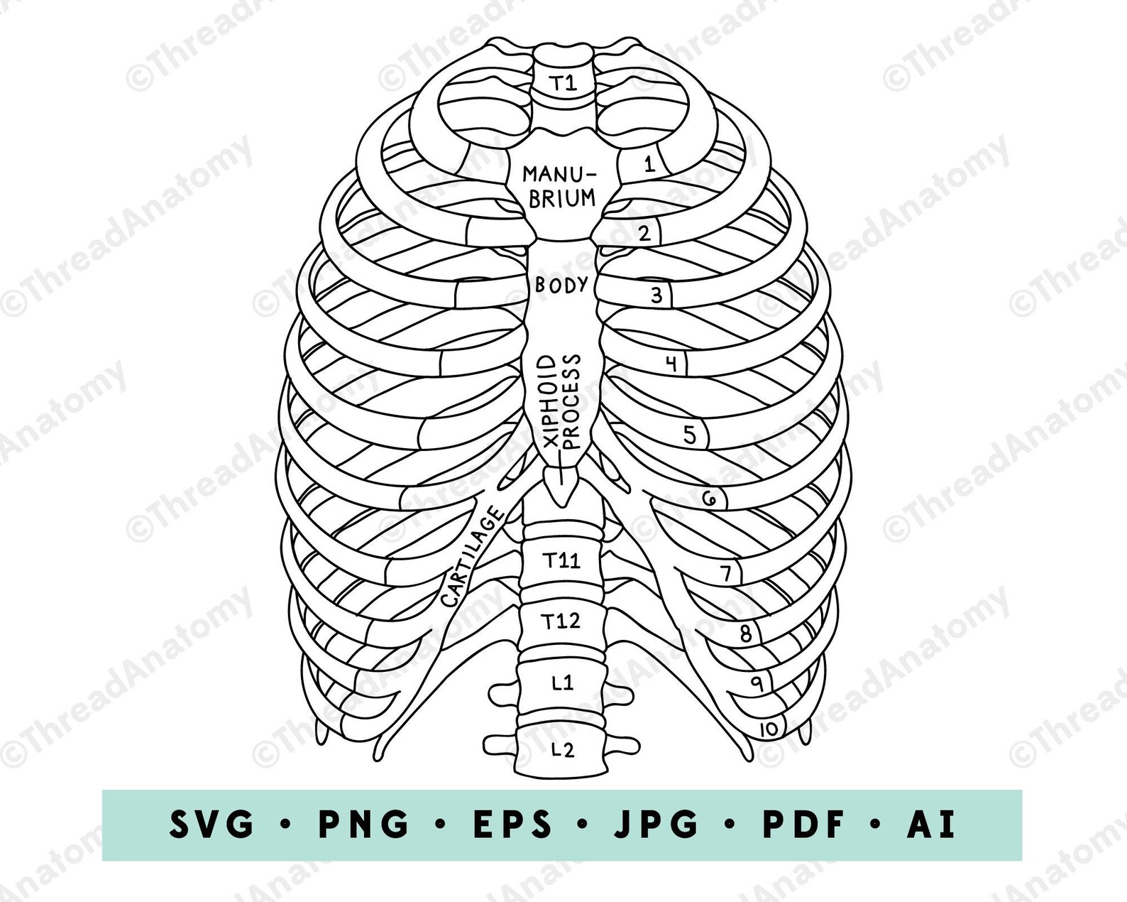 Ribs Clipart Ribs Anatomy Clip Art Ribs Graphic Ribs - Etsy