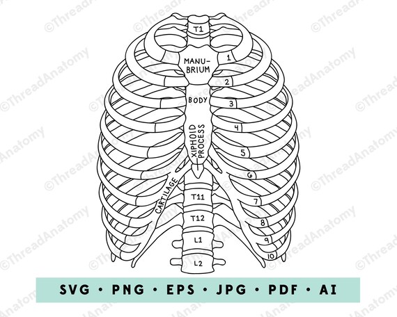 Ribs Clipart Ribs Anatomy Clip Art Ribs Graphic Ribs - Etsy Norway