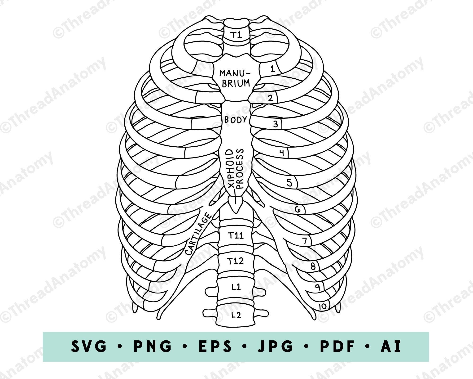 Rippen Clipart Rippen Anatomie Clip Art Rippen Grafik | Etsy Österreich