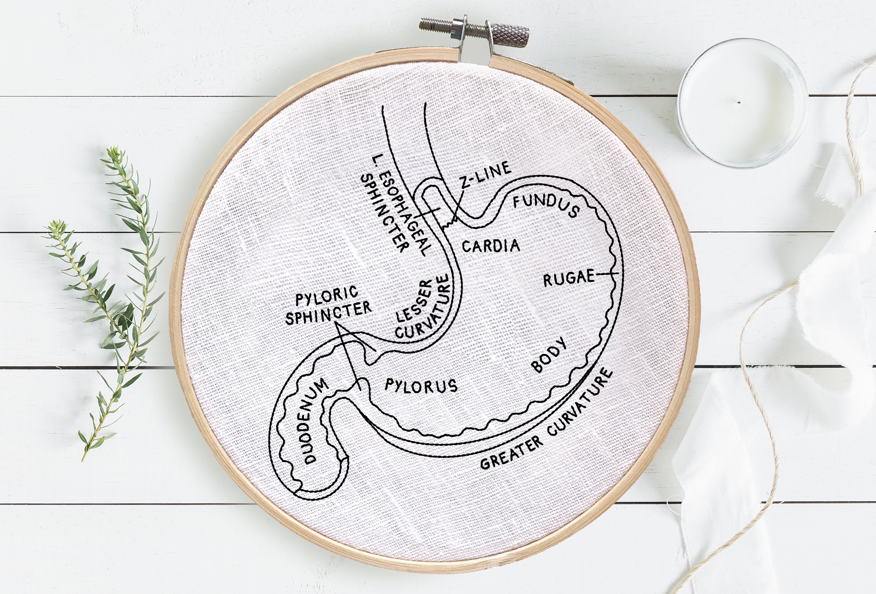 Stomach Anatomy Embroidery Pattern, Medical Embroidery, Nursing Student ...