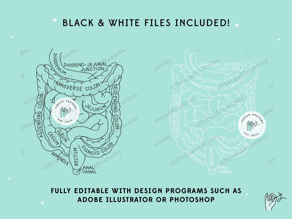 Intestines SVG, Intestines Clipart, Intestinal Anatomy Graphic ...