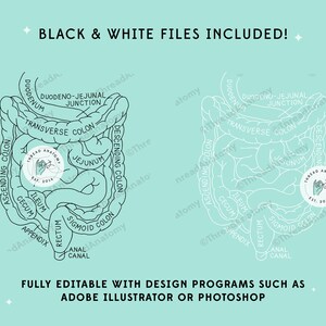 Intestines SVG, Intestines Clipart, Intestinal Anatomy Graphic ...