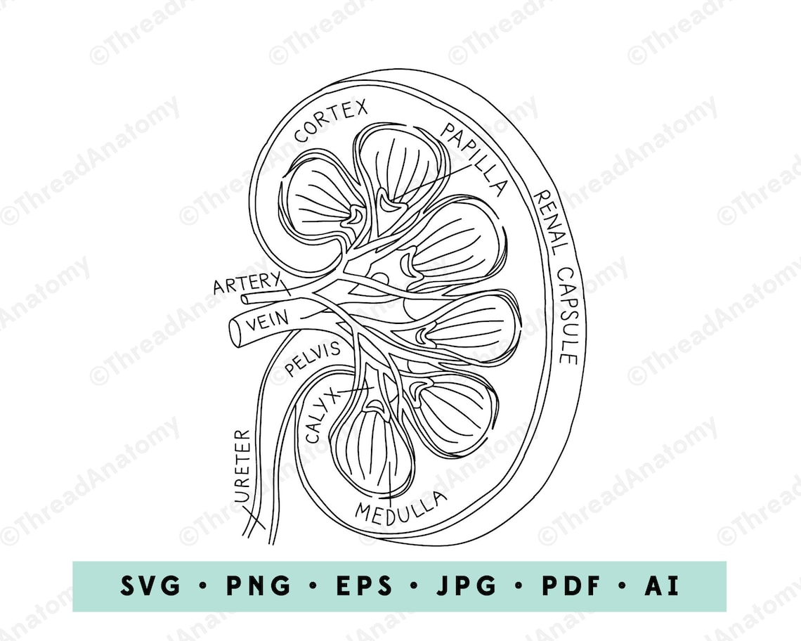 Kidney SVG Kidney Anatomy Clipart Kidney Graphic Anatomical | Etsy