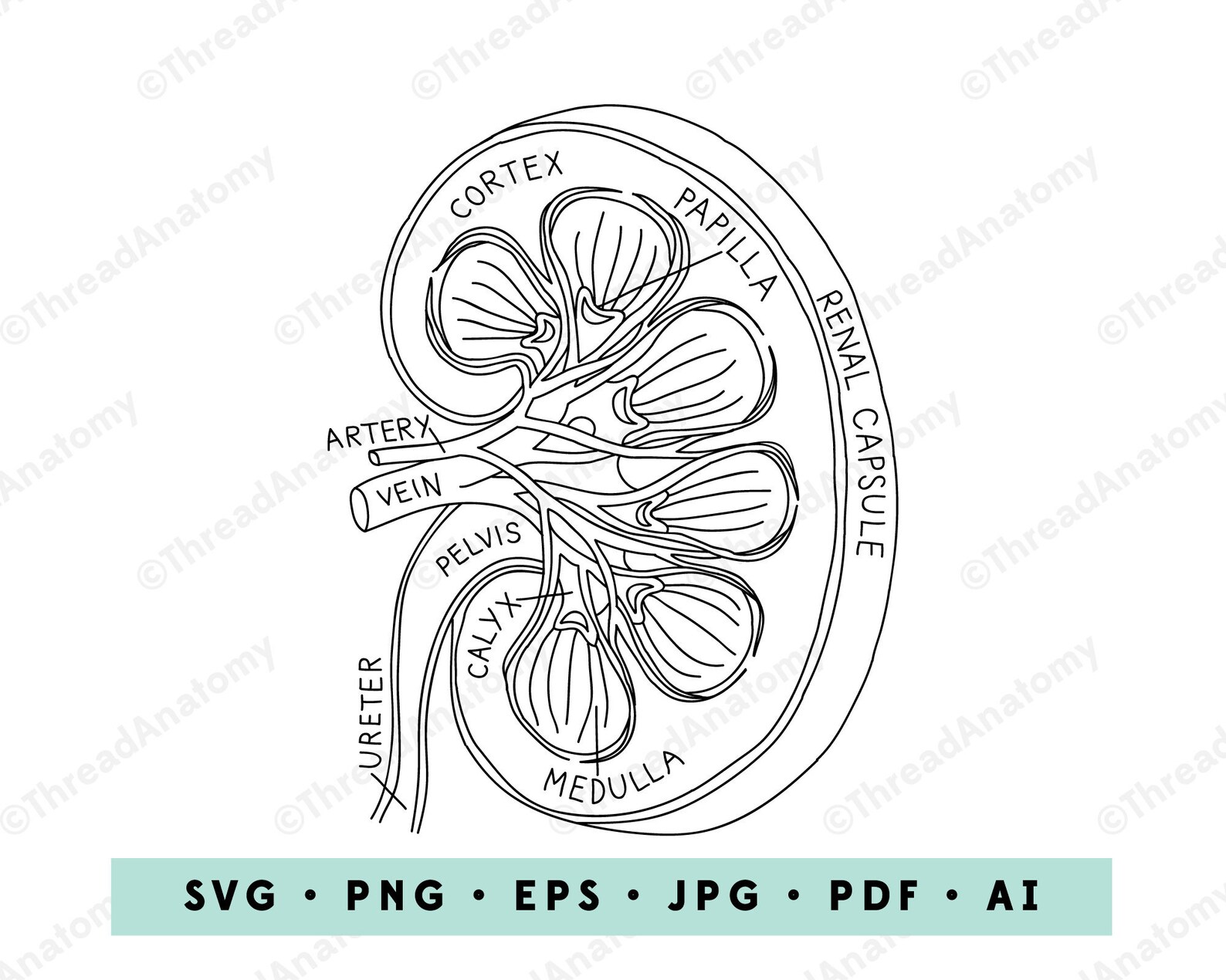 Kidney SVG Kidney Anatomy Clipart Kidney Graphic Anatomical - Etsy Canada