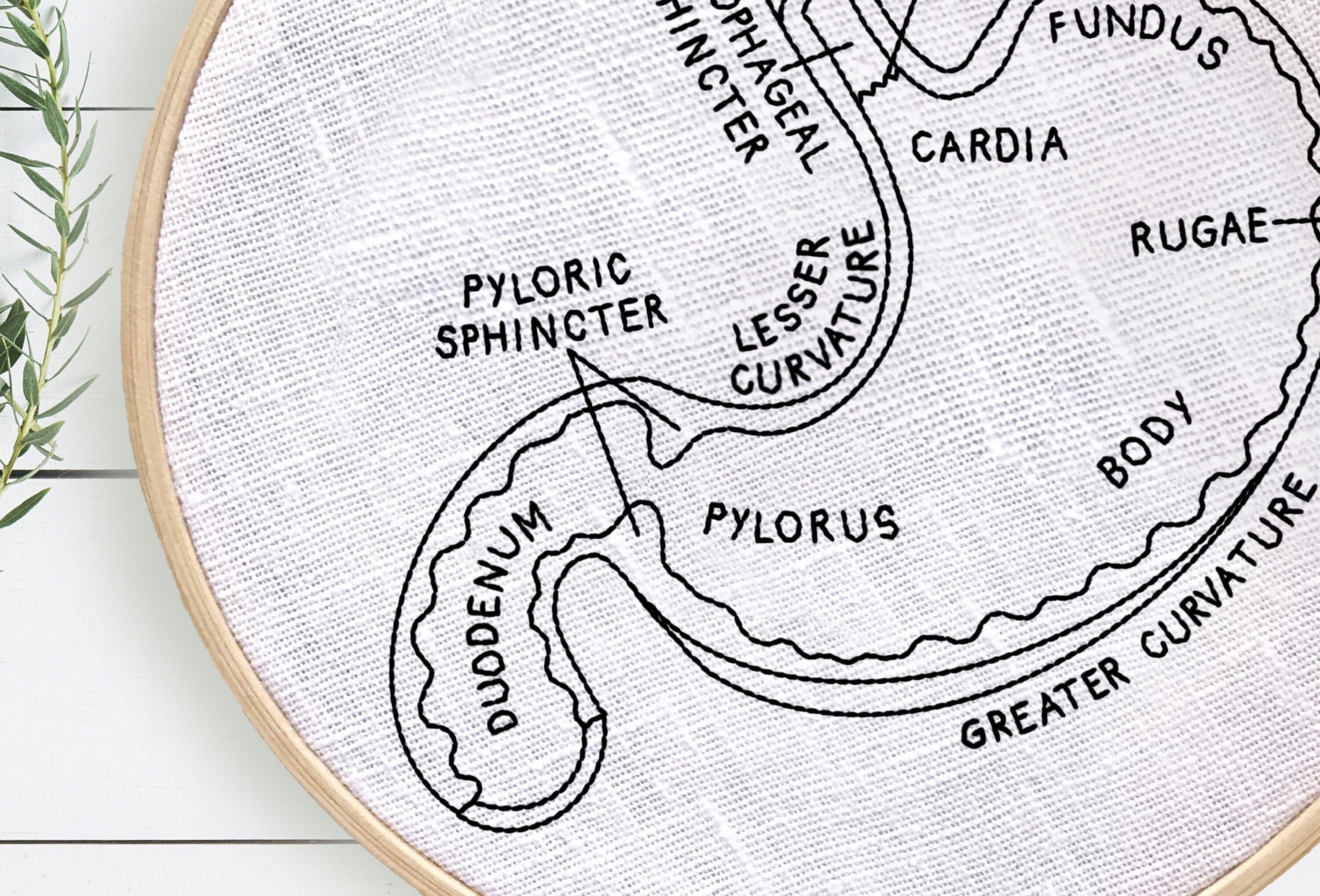 Stomach Anatomy Embroidery Pattern Medical Embroidery - Etsy