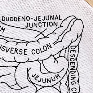 Intestines Anatomy Embroidery Pattern, Intestinal Anatomy, Medical ...