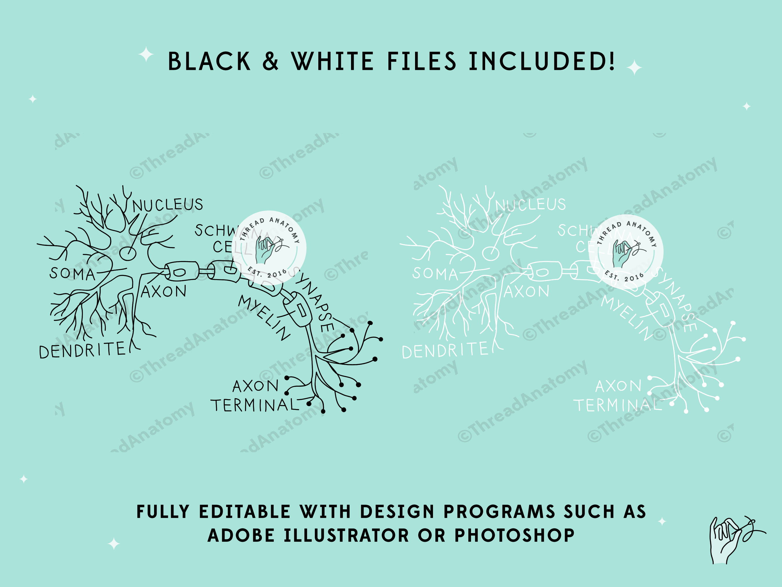 Neuron SVG, Neuron Anatomy Clipart, Neuron Clip Art, Neuron Graphic ...