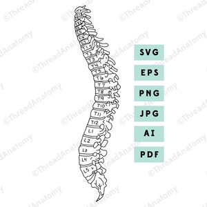 Spine SVG Spine Clipart Spine Anatomy Clip Art Spine - Etsy