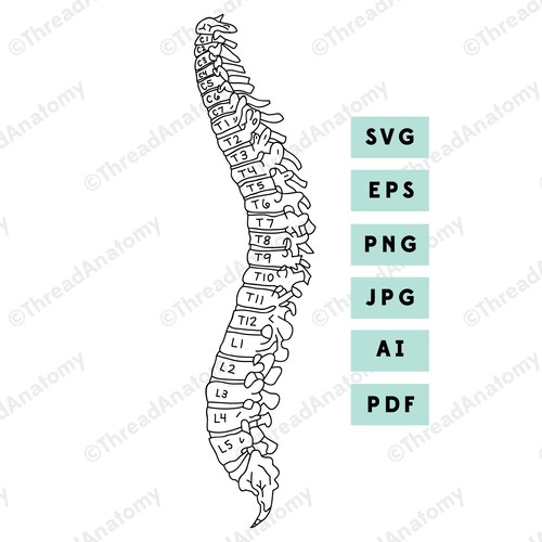 Spine SVG Spine Clipart Spine Anatomy Clip Art Spine - Etsy