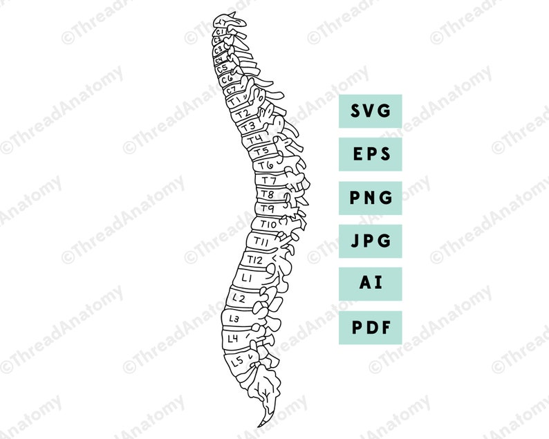 Spine SVG Spine Clipart Spine Anatomy Clip Art Spine - Etsy
