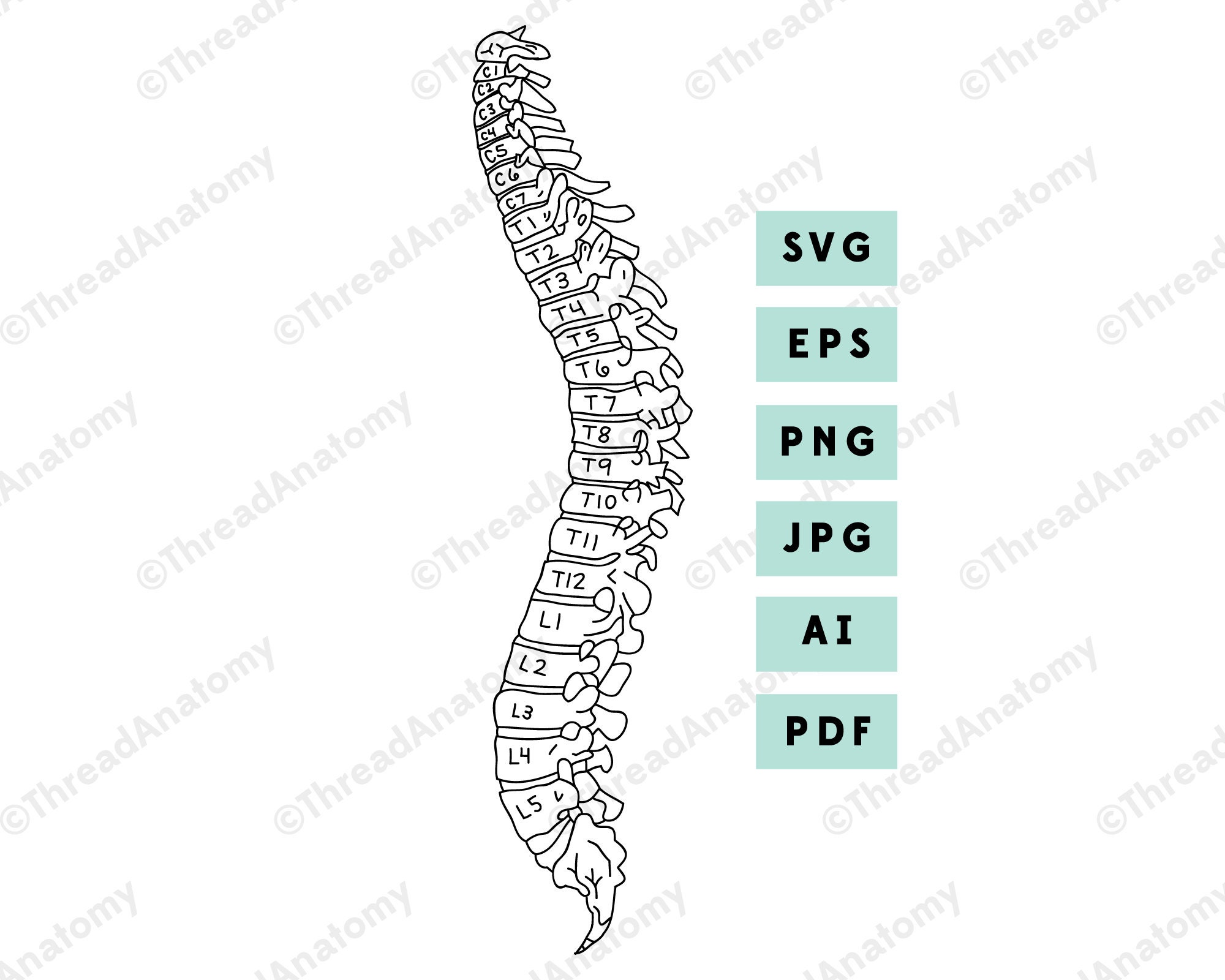 Spine SVG Spine Clipart Spine Anatomy Clip Art Spine - Etsy UK