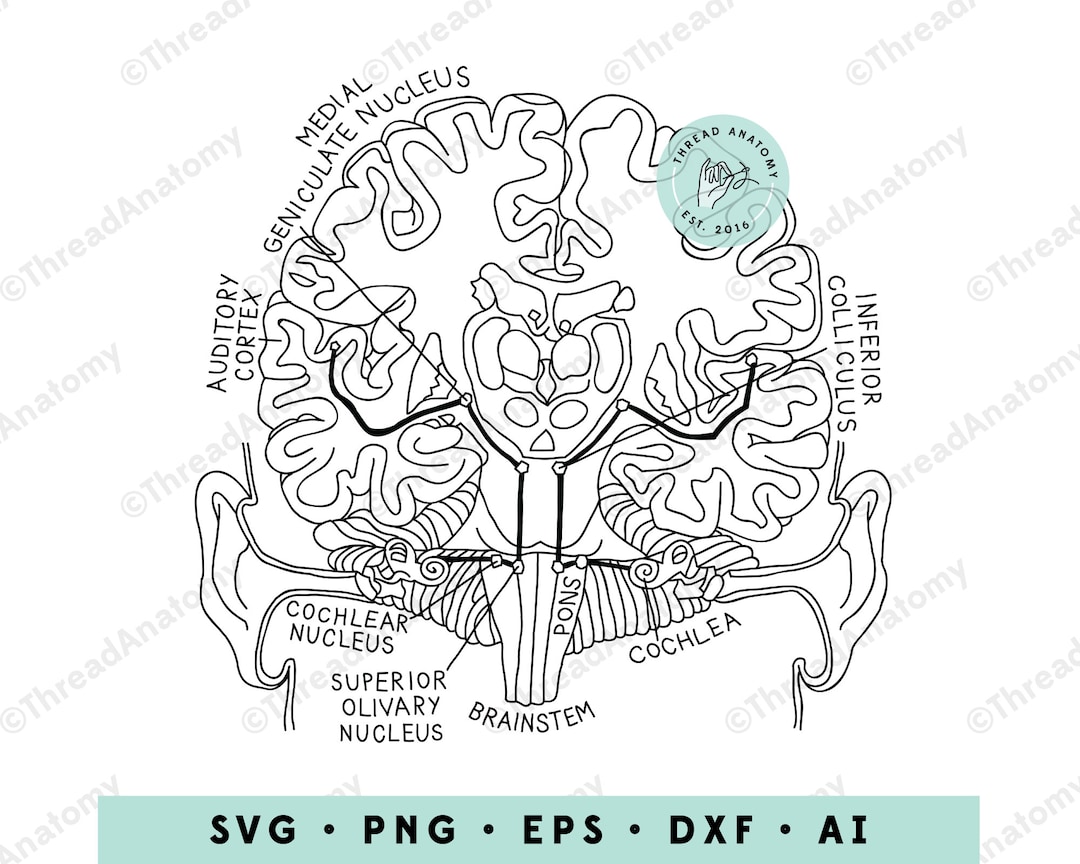 Audiology SVG, Central Auditory System, Central Auditory System Graphic ...