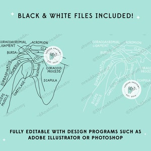 Shoulder SVG, Shoulder Anatomy Clip Art, Shoulder Graphic, Shoulder ...