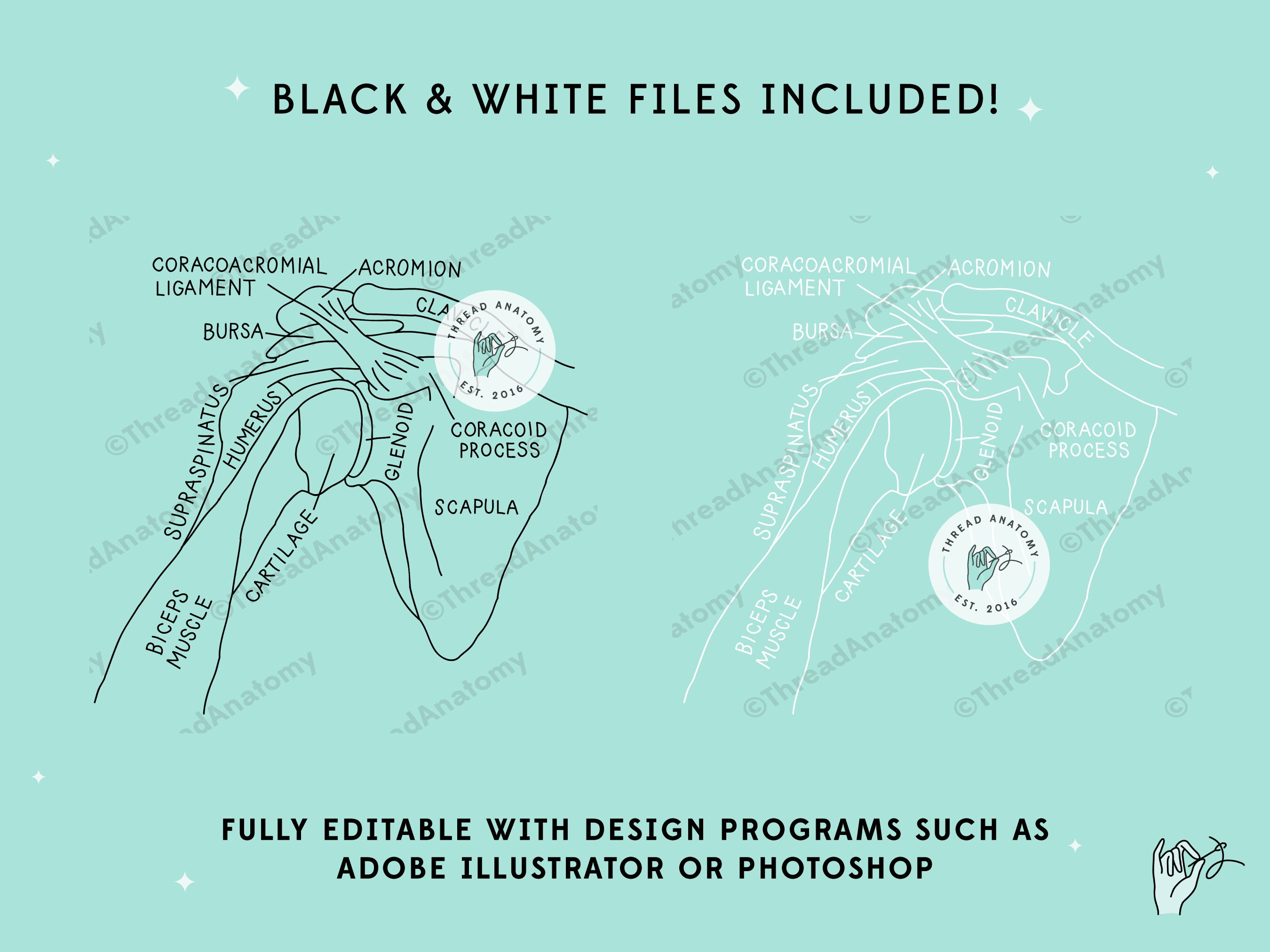 Shoulder SVG, Shoulder Anatomy Clip Art, Shoulder Graphic, Shoulder ...