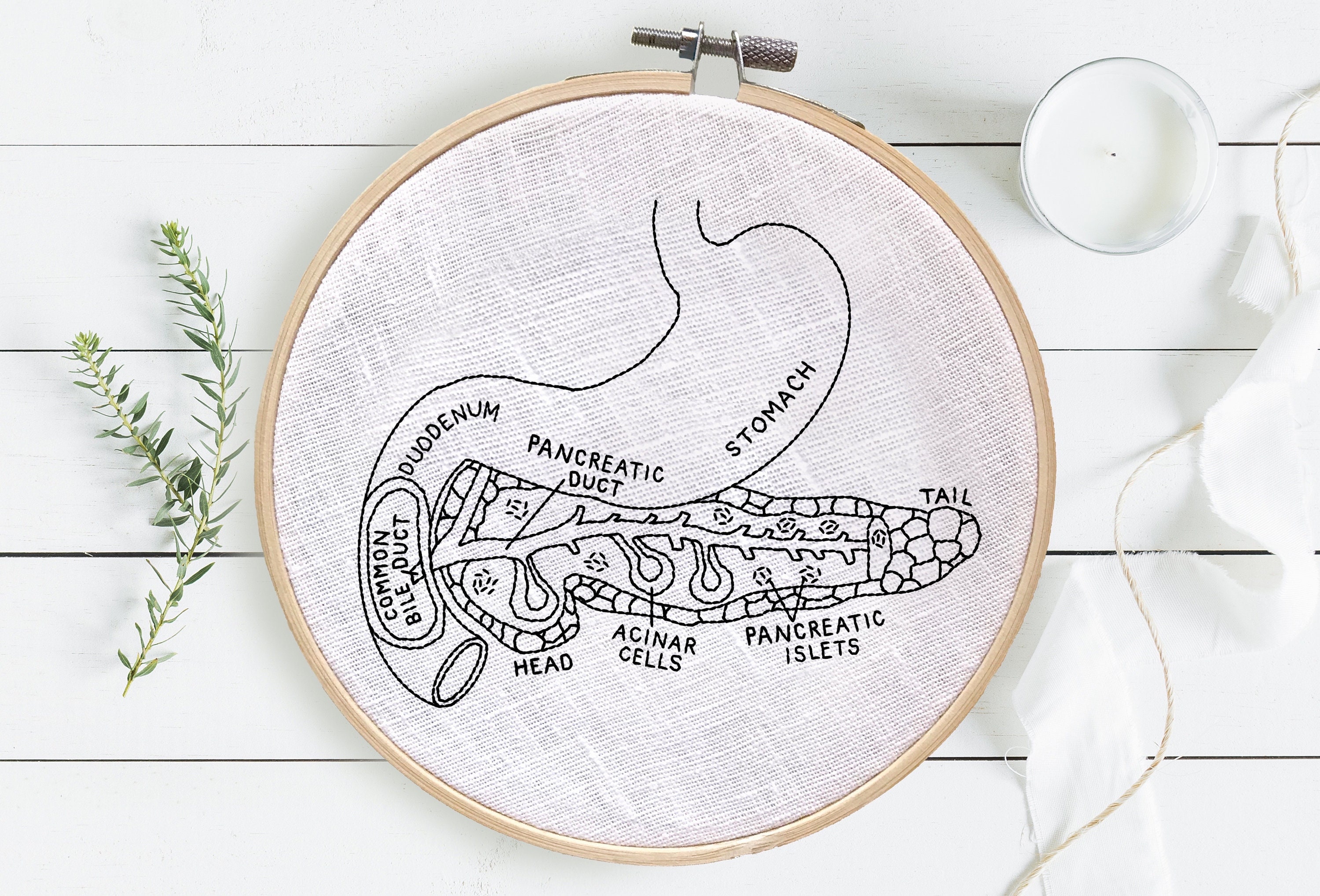 DIY Pancreas Embroidery Pattern Pancreas Anatomy Art Medical | Etsy