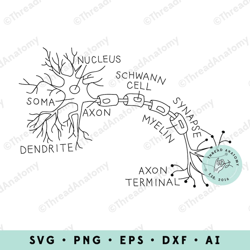 Neuron Clipart - Etsy