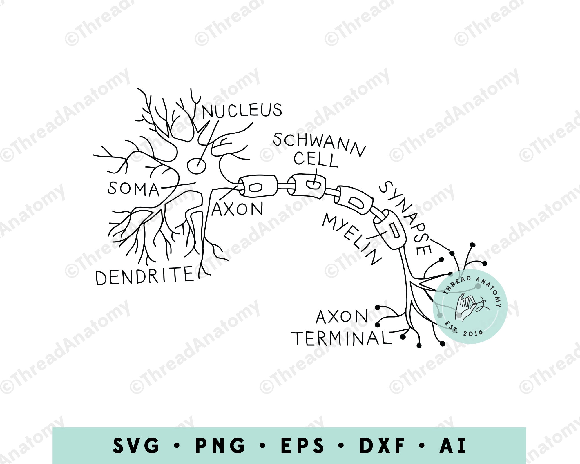 Neuron Clip Art