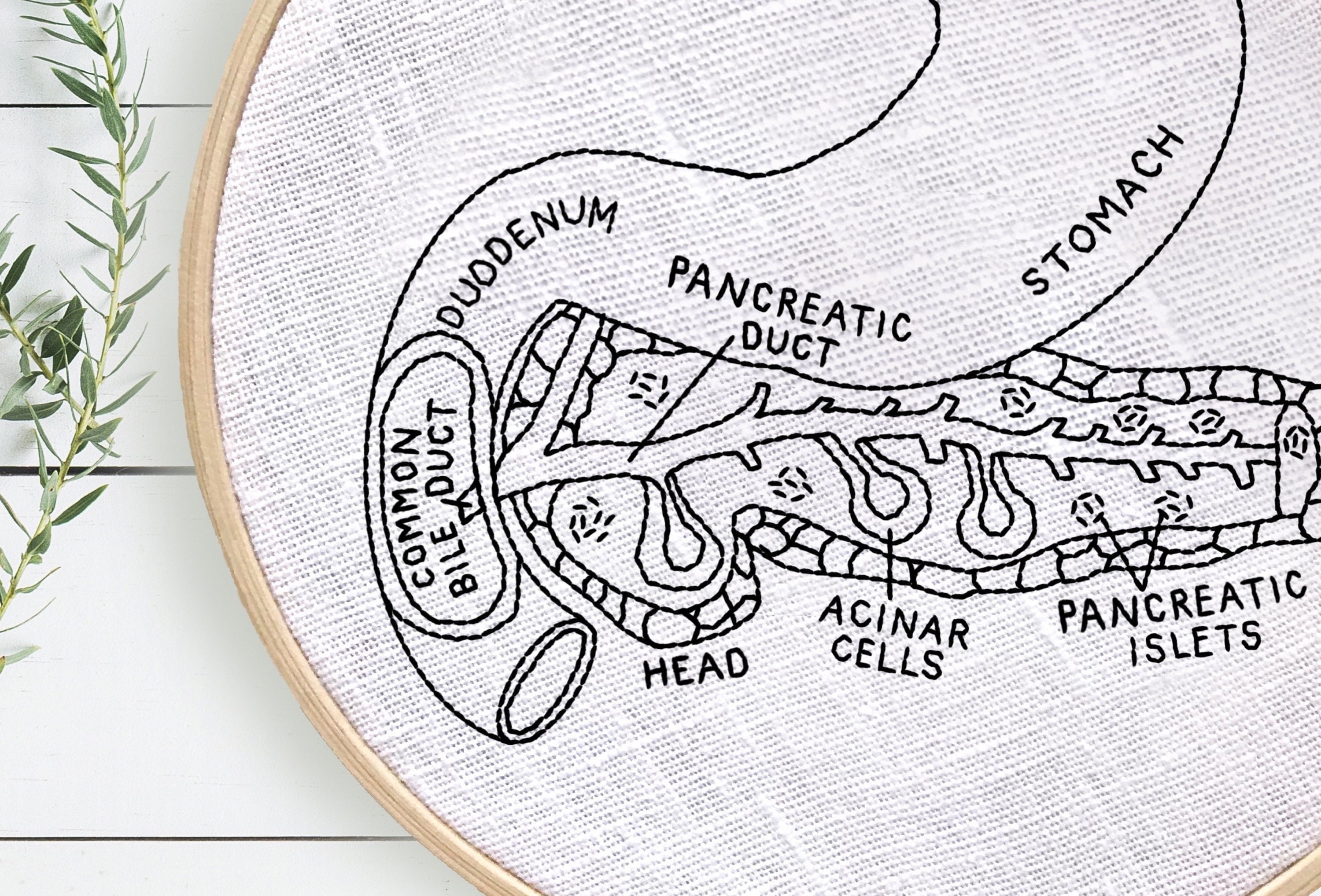 DIY Pancreas Embroidery Pattern Pancreas Anatomy Art Medical | Etsy
