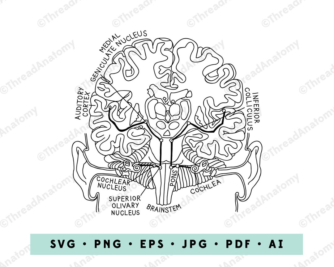Audiology SVG Central Auditory System Central Auditory - Etsy