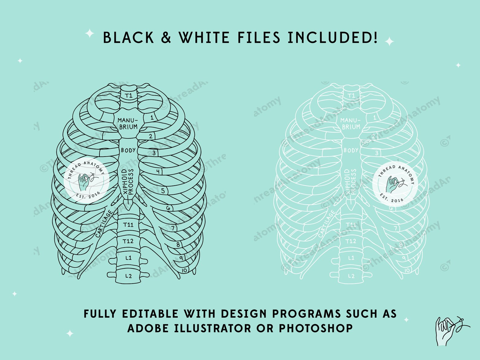 Ribs Clipart, Ribs Anatomy Clip Art, Ribs Graphic, Ribs Illustration ...