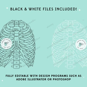 Ribs Clipart, Ribs Anatomy Clip Art, Ribs Graphic, Ribs Illustration ...