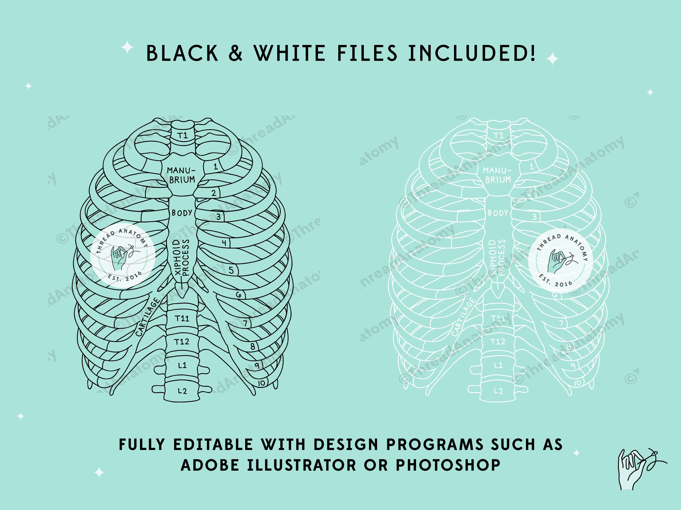 Ribs Clipart, Ribs Anatomy Clip Art, Ribs Graphic, Ribs Illustration ...