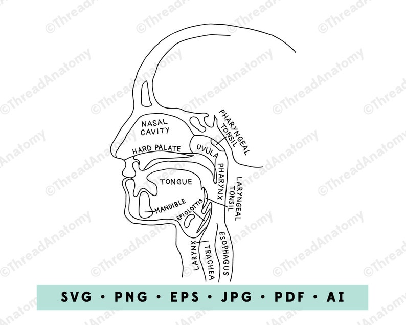 Nose & Throat Anatomy SVG Nose and Throat Clipart ENT - Etsy