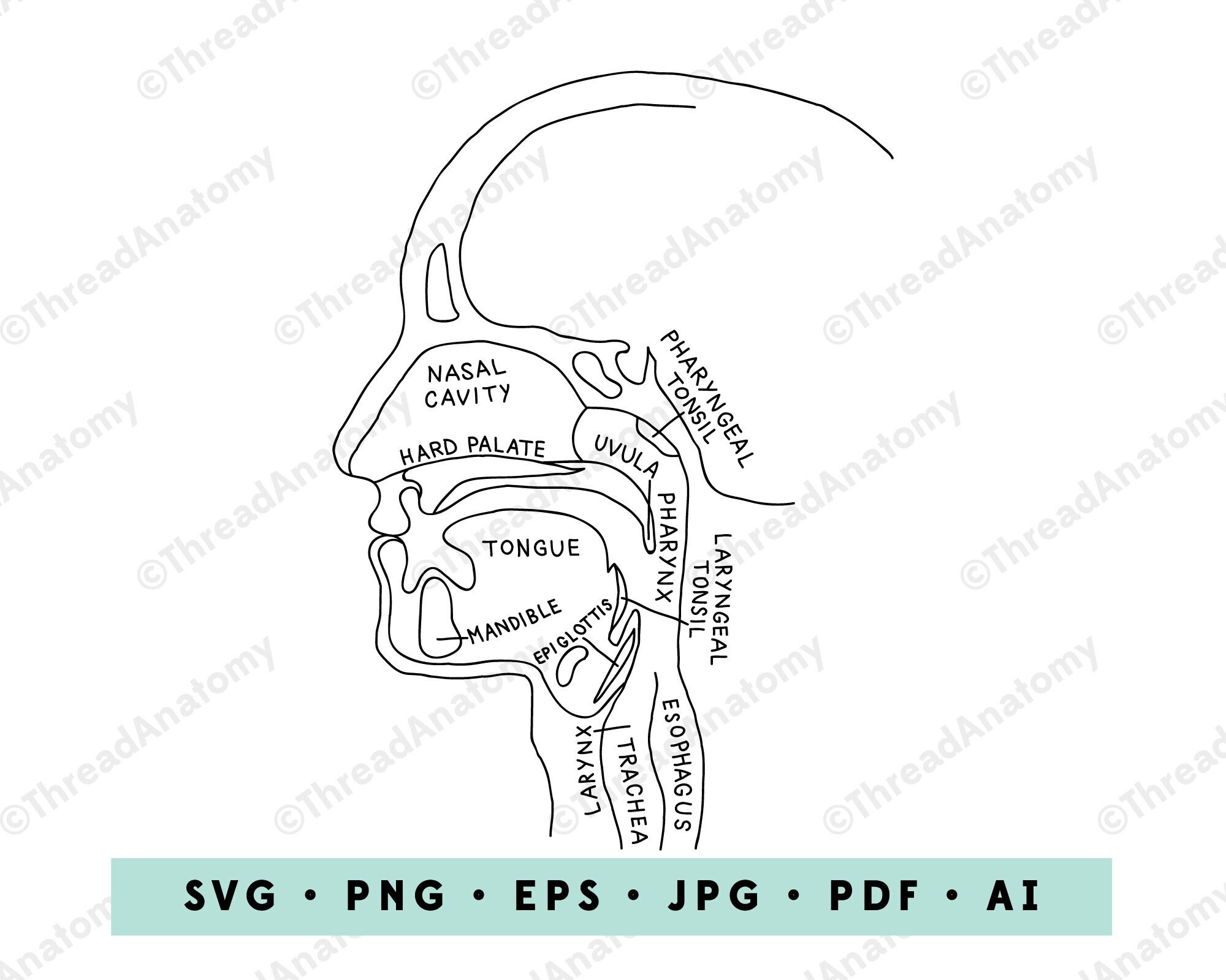 Nose Throat Anatomy Svg Nose And Throat Clipart Ent Graphic Anatomical Throat Medical