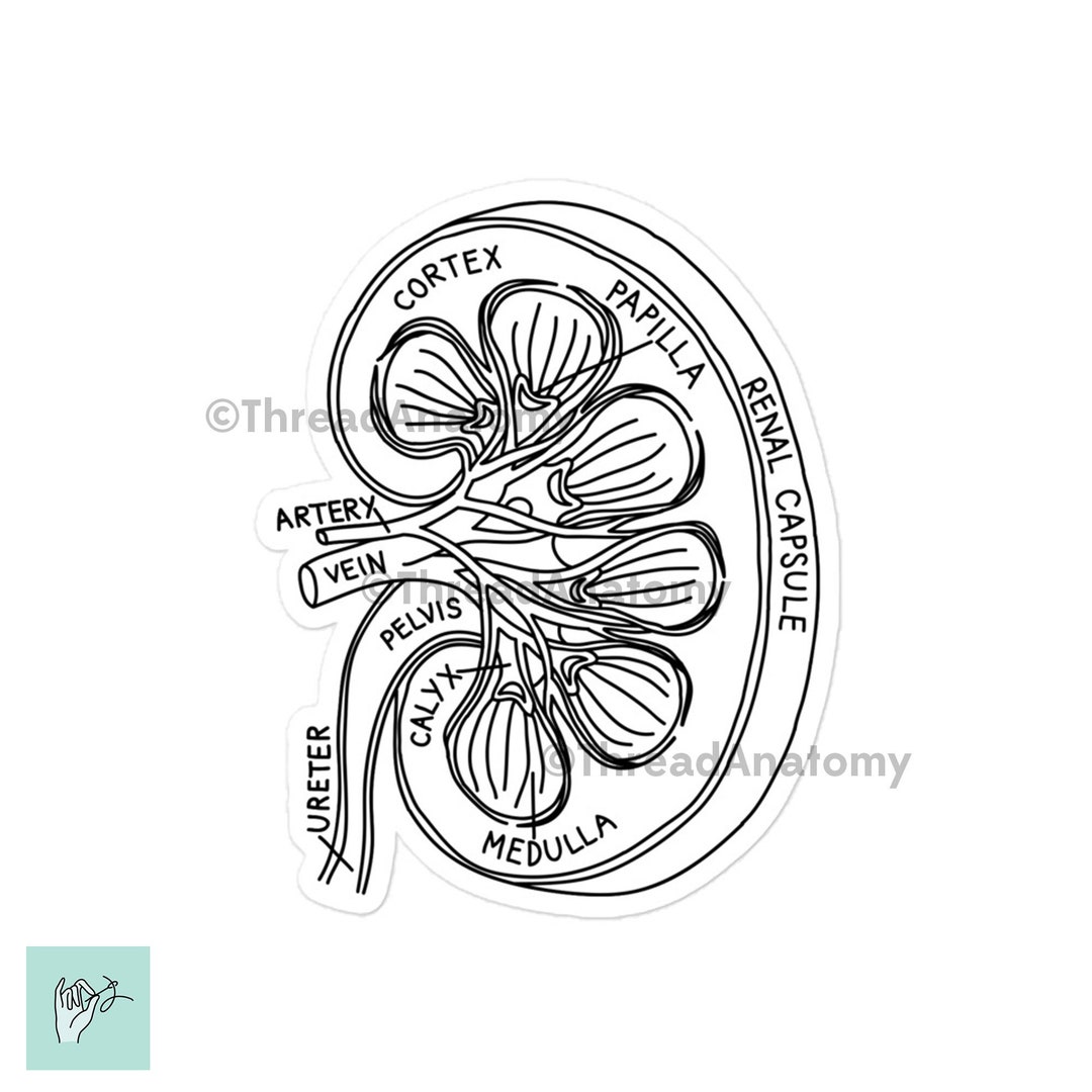 Kidney Anatomy Sticker, Kidney Sticker, Kidney Decal, Chronic Kidney ...
