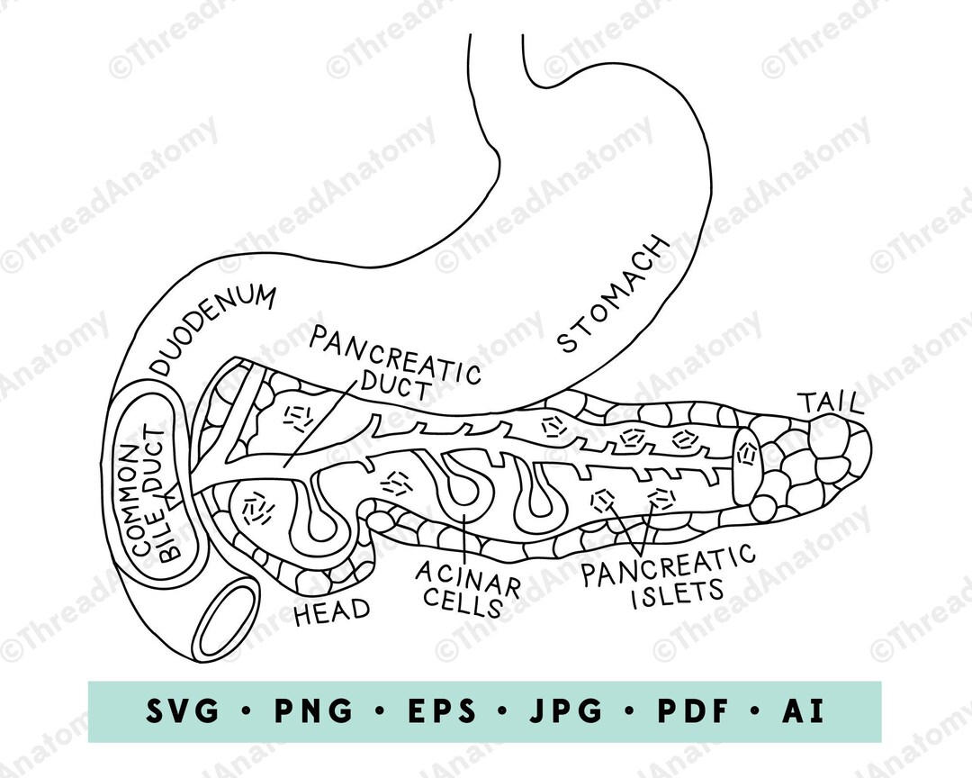Pancreas SVG Pancreas Anatomy Clipart Pancreas Graphic - Etsy UK