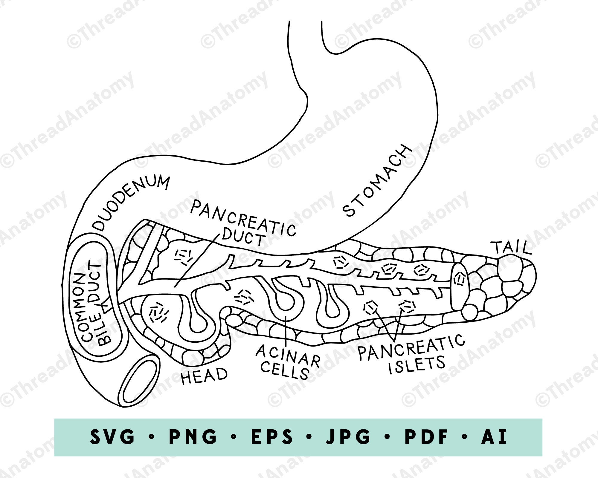 Pancreas SVG Pancreas Anatomy Clipart Pancreas Graphic - Etsy Canada