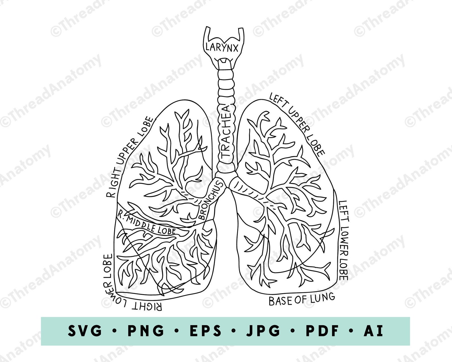 Lungs Clipart Lung Anatomy Clipart Lungs Graphic Lungs Clip - Etsy