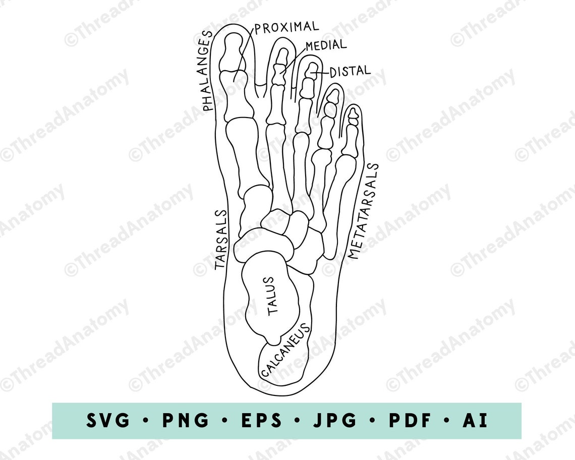Foot Anatomy SVG Foot Clipart Foot Clipart Foot Anatomy - Etsy