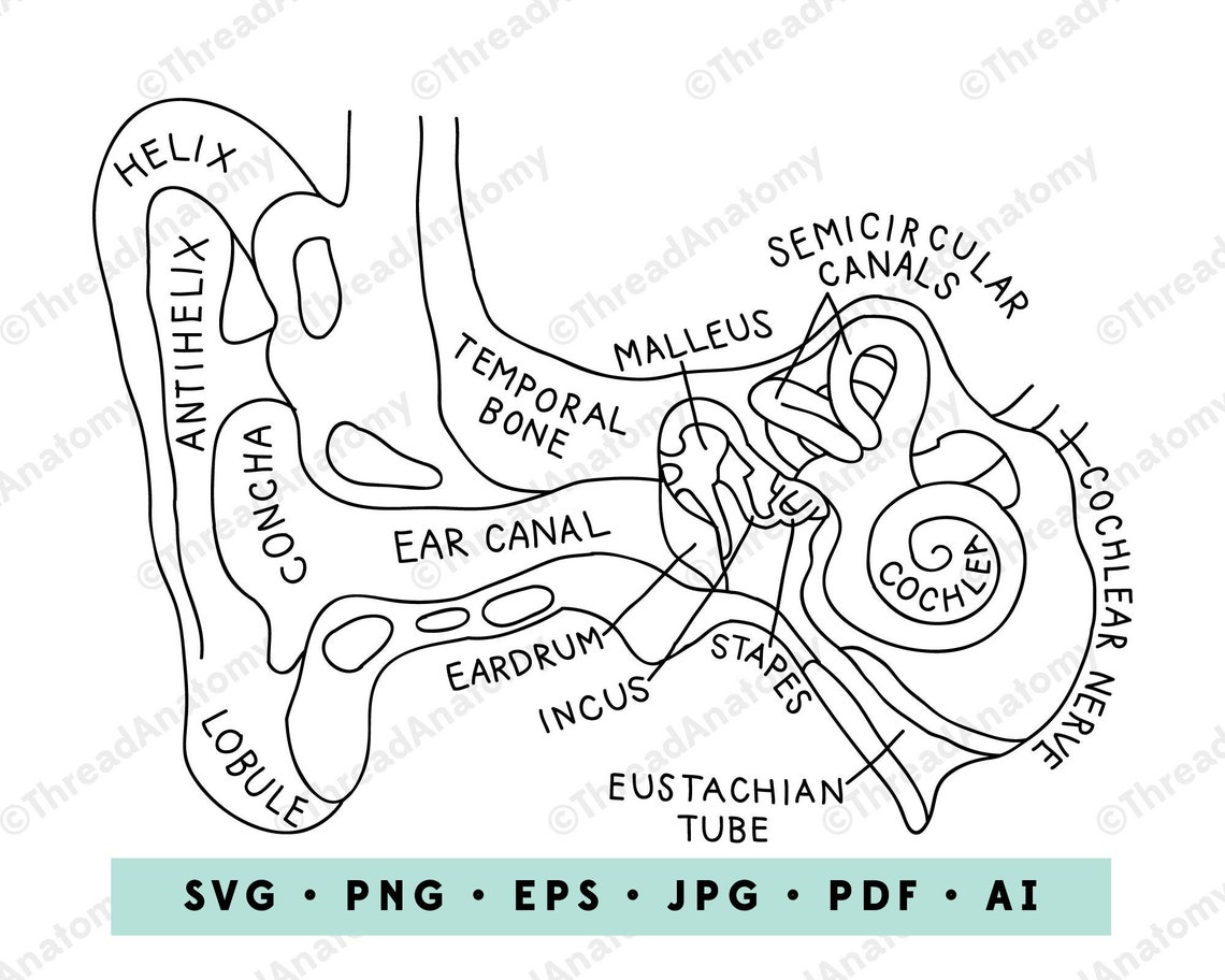 Inner Ear Anatomy SVG Inner Ear Clipart Inner Ear Clip Art - Etsy