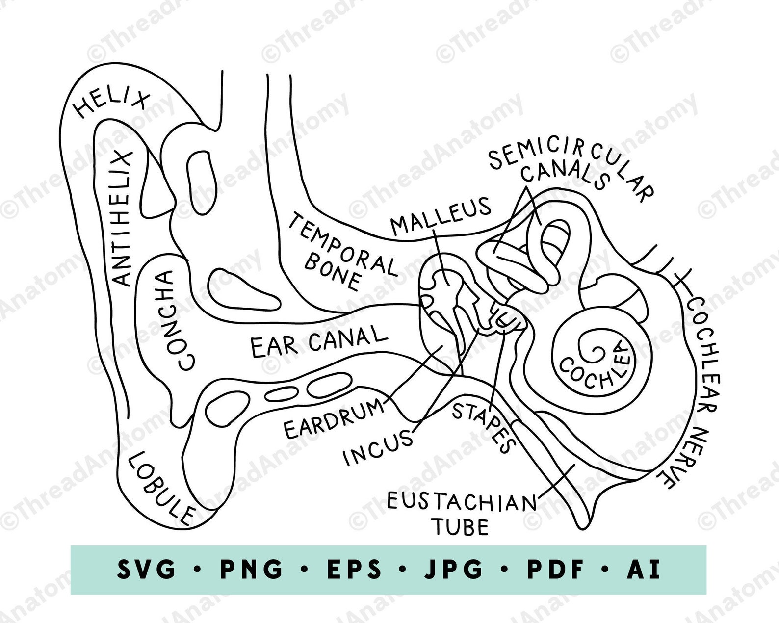 Inner Ear Anatomy SVG Inner Ear Clipart Inner Ear Clip Art - Etsy