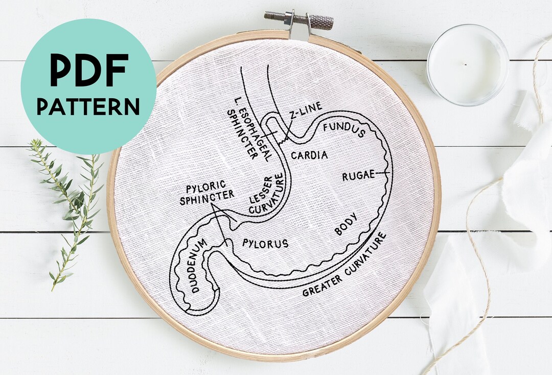 Stomach Anatomy Embroidery Pattern, Medical Embroidery, Nursing Student ...