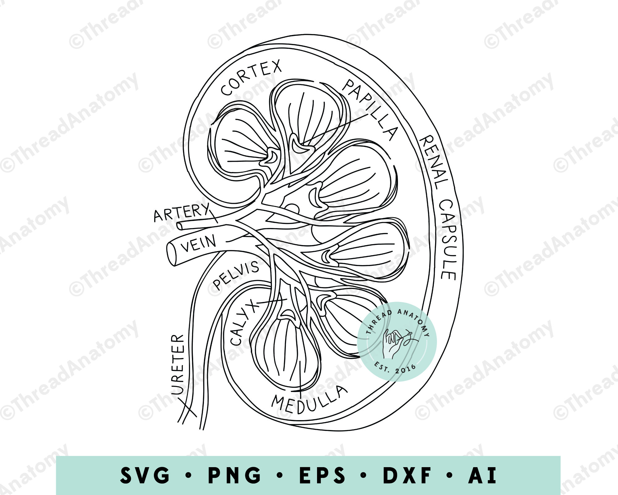 Kidney Diagram Blank
