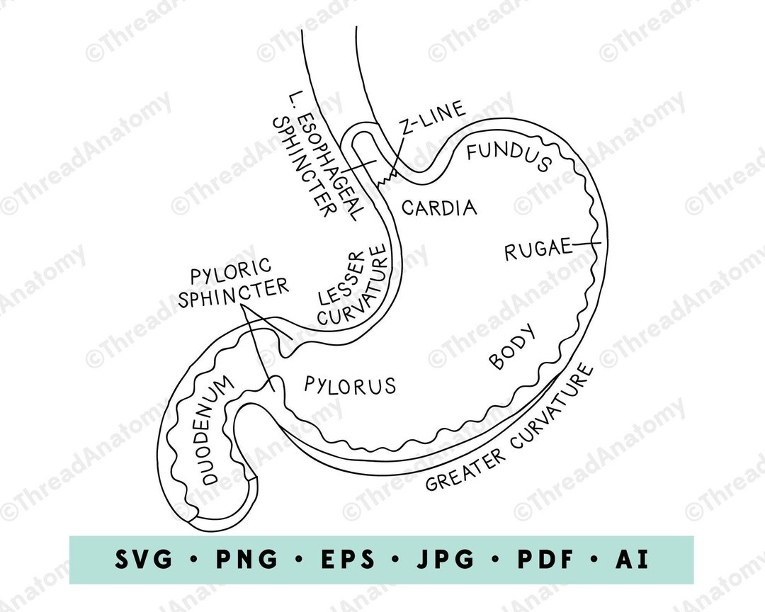 Stomach SVG Stomach Anatomy Clipart Stomach Clip Art - Etsy
