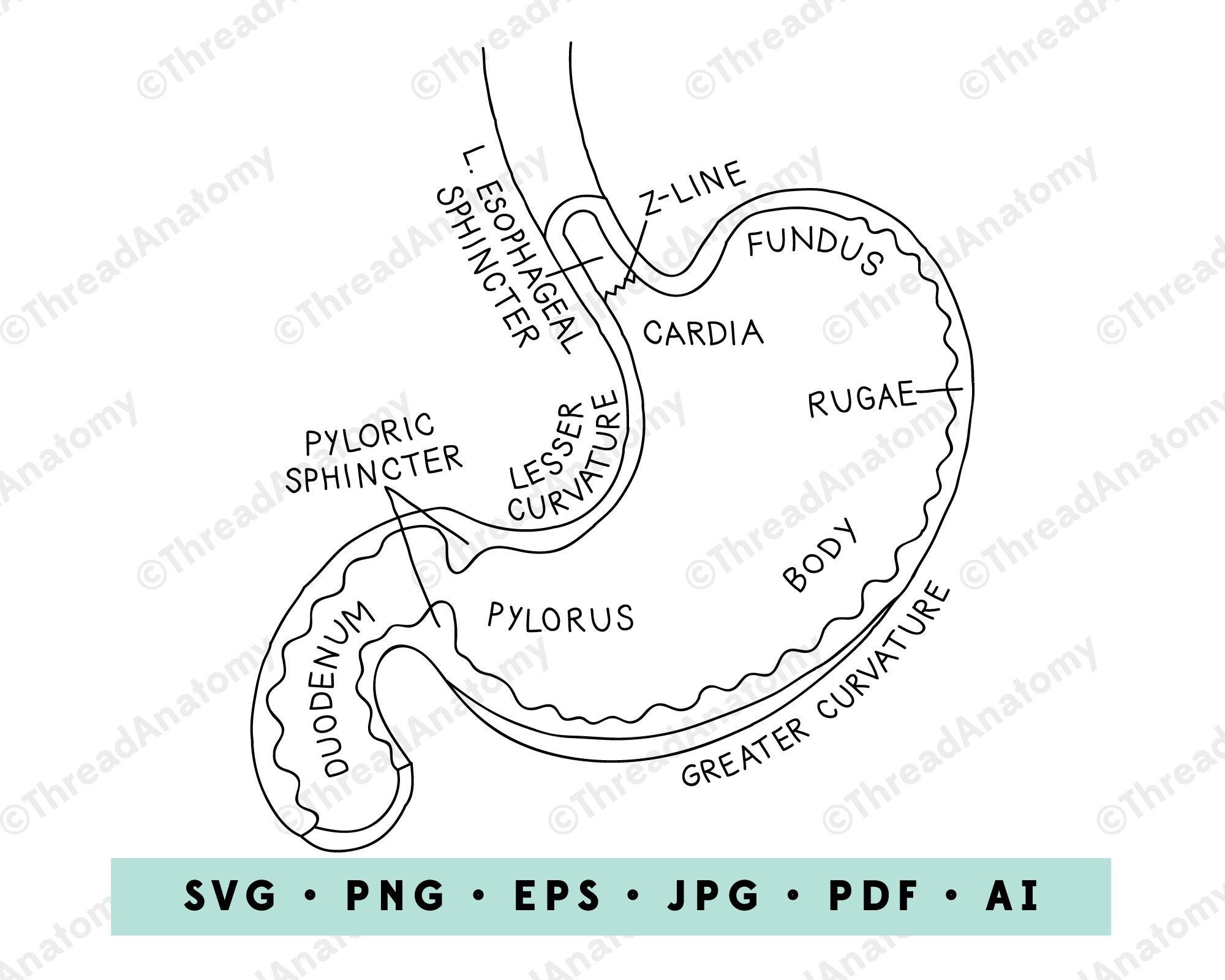 Duodenal Cap Image Clipart