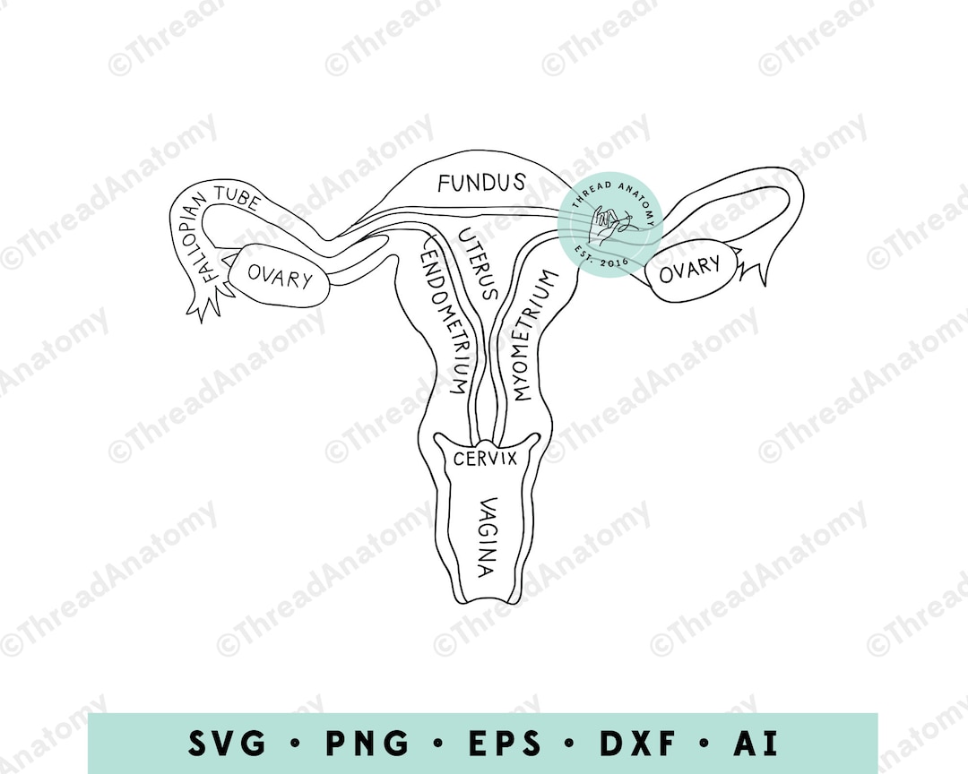 Uterus Clipart, Uterus Anatomy Clip Art, Uterus Graphic, Uterus ...
