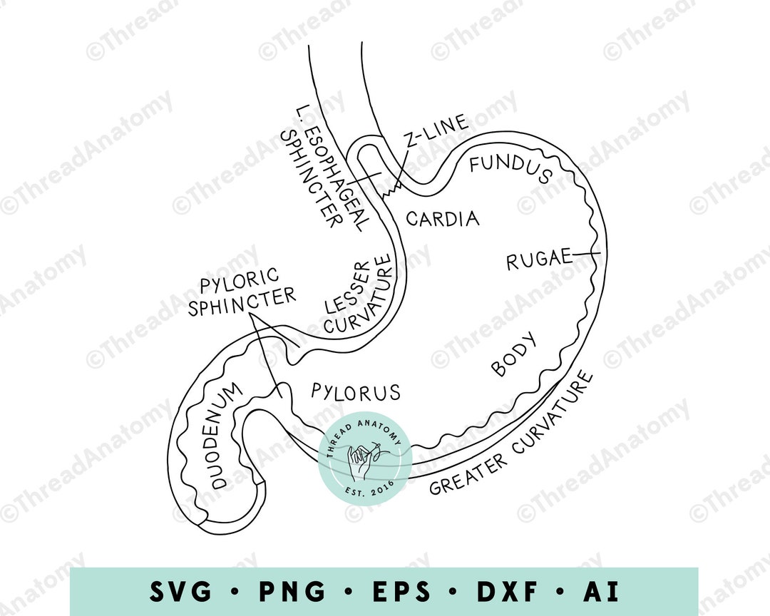 Stomach SVG, Stomach Anatomy Clipart, Stomach Clip Art, Stomach Graphic ...