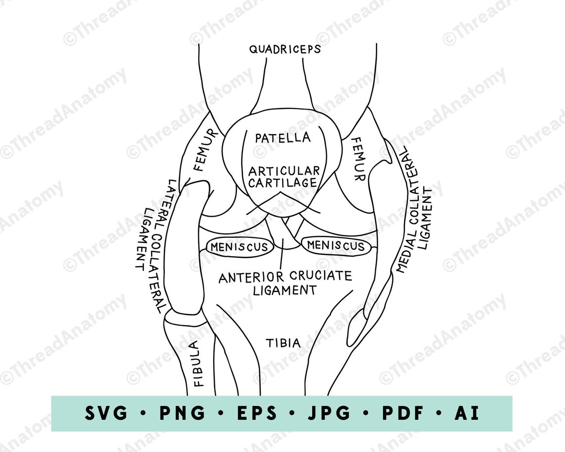 Knee Anatomy Clipart Knee Clip Art Knee Graphic Knee - Etsy Canada