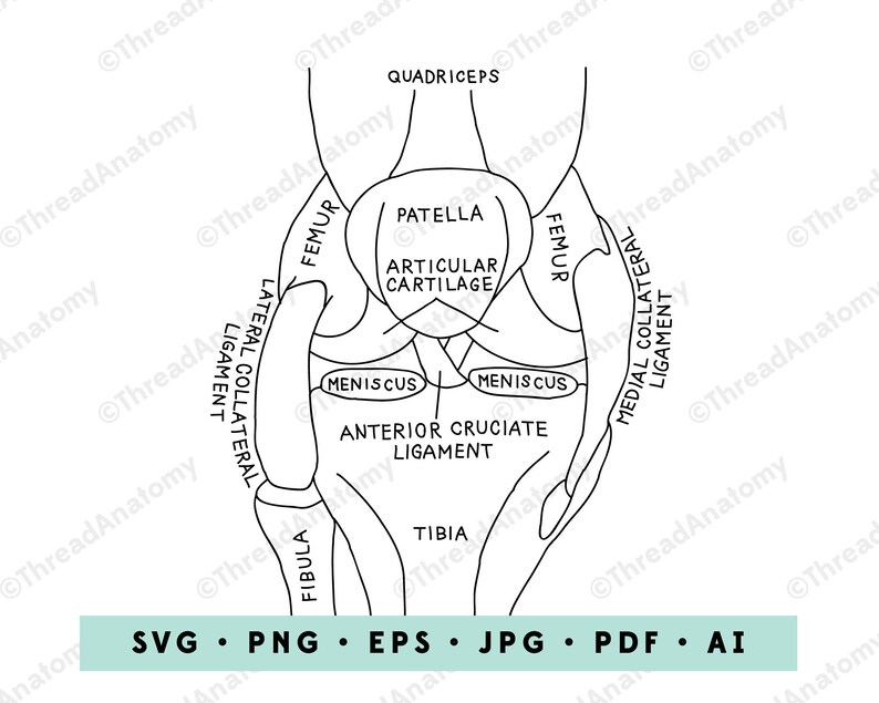 Knee Anatomy Clipart Knee Clip Art Knee Graphic Knee | Etsy Canada
